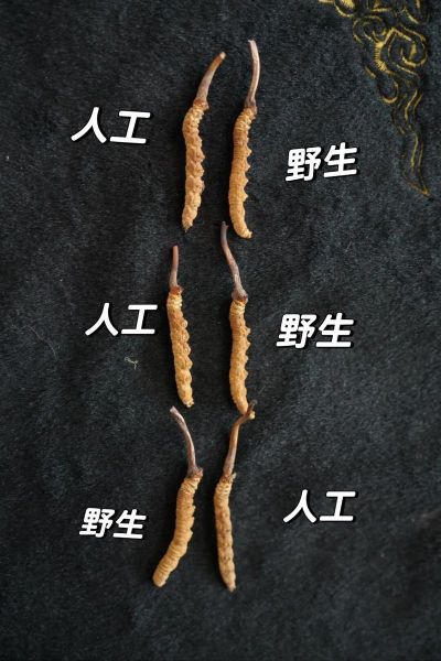人工种植冬虫夏草图片_如何辨别真假-第1张图片-山城妙识
