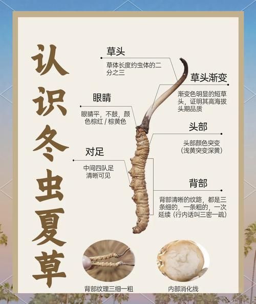 人工种植冬虫夏草图片_如何辨别真假-第3张图片-山城妙识