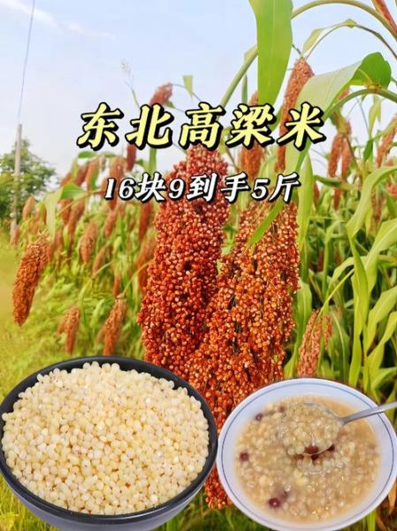 高粱米多少钱一斤_高粱米价格行情-第1张图片-山城妙识