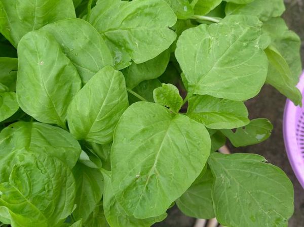 白苋菜长什么样_白苋菜图片大全哪里找-第1张图片-山城妙识 白苋菜长什么样_白苋菜图片大全哪里找-第1张图片-山城妙识