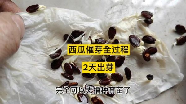 西瓜种子怎么挑选_西瓜种子多久发芽-第1张图片-山城妙识 西瓜种子怎么挑选_西瓜种子多久发芽-第1张图片-山城妙识