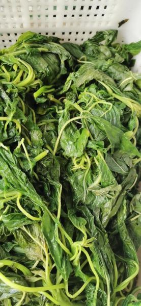 白苋菜长什么样_白苋菜图片大全哪里找-第3张图片-山城妙识 白苋菜长什么样_白苋菜图片大全哪里找-第3张图片-山城妙识