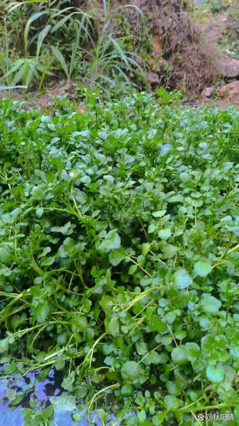 西洋菜怎么种_西洋菜种植技术-第1张图片-山城妙识