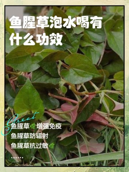 鱼腥草泡水喝的功效与作用_鱼腥草泡水能天天喝吗-第1张图片-山城妙识