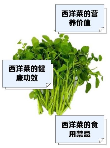 西洋菜怎么种_西洋菜种植技术-第2张图片-山城妙识