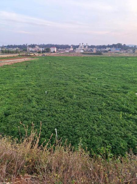 西洋菜怎么种_西洋菜种植技术-第3张图片-山城妙识