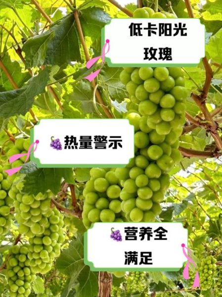 葡萄热量高吗_葡萄减肥能吃吗-第3张图片-山城妙识 葡萄热量高吗_葡萄减肥能吃吗-第3张图片-山城妙识