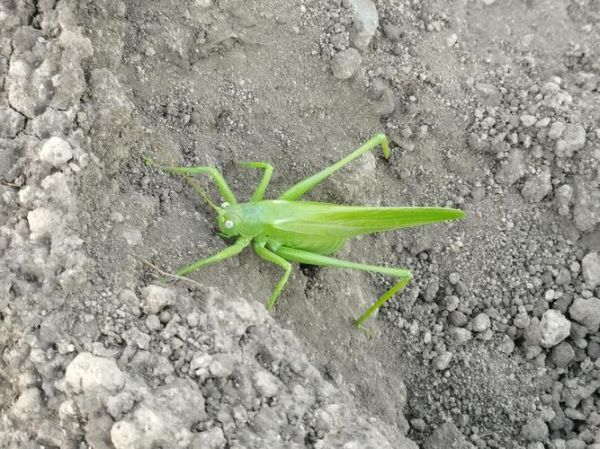 蚱蜢图片怎么拍_蚱蜢高清图哪里找-第1张图片-山城妙识