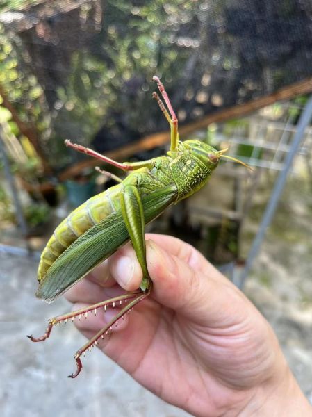 蚱蜢图片怎么拍_蚱蜢高清图哪里找-第2张图片-山城妙识
