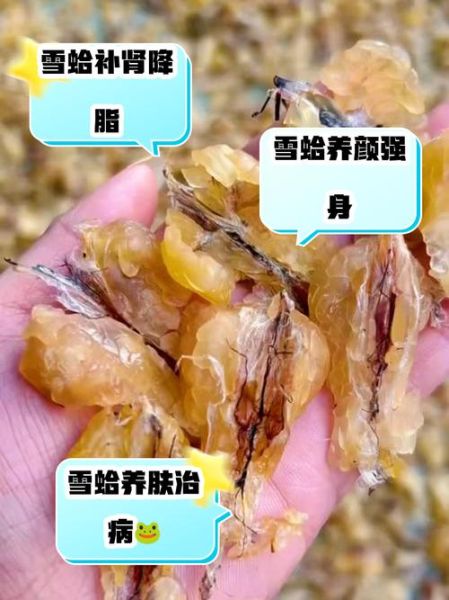 雪蛤对男性性功能有用吗_雪蛤怎么吃效果最好-第1张图片-山城妙识