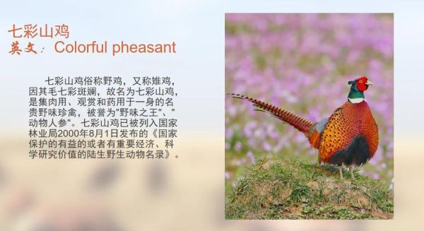 七彩山鸡图片_如何辨别公母-第1张图片-山城妙识