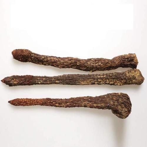 肉松茸多少钱一斤_肉松茸价格影响因素-第2张图片-山城妙识 肉松茸多少钱一斤_肉松茸价格影响因素-第2张图片-山城妙识