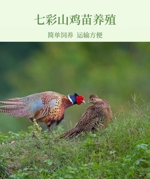 七彩山鸡图片_如何辨别公母-第3张图片-山城妙识