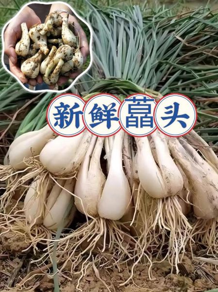 藠头和大蒜的区别_藠头可以代替大蒜吗-第2张图片-山城妙识 藠头和大蒜的区别_藠头可以代替大蒜吗-第2张图片-山城妙识