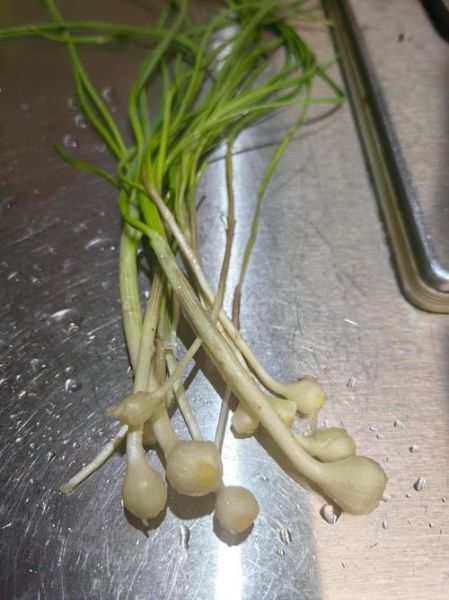 藠头和大蒜的区别_藠头可以代替大蒜吗-第3张图片-山城妙识 藠头和大蒜的区别_藠头可以代替大蒜吗-第3张图片-山城妙识