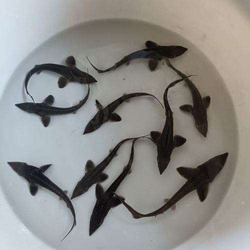 鲟鱼鱼苗多少钱一斤_鲟鱼苗价格影响因素-第1张图片-山城妙识 鲟鱼鱼苗多少钱一斤_鲟鱼苗价格影响因素-第1张图片-山城妙识