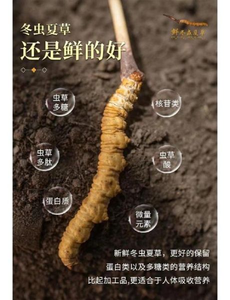 虫草怎么吃_虫草一天吃几根-第1张图片-山城妙识
