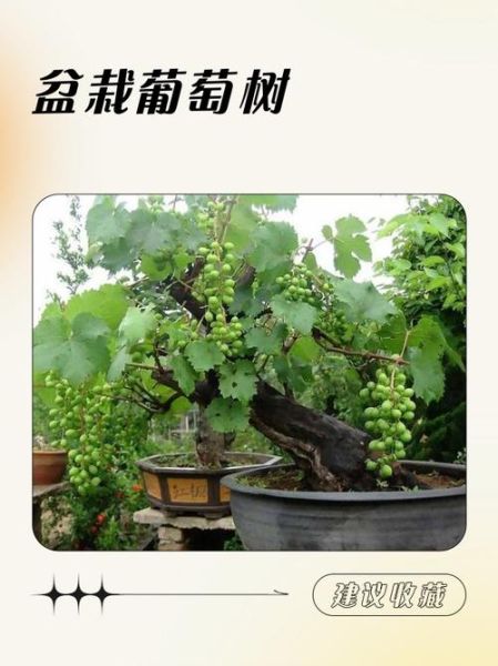 水葡萄树怎么养_水葡萄树几年结果-第1张图片-山城妙识