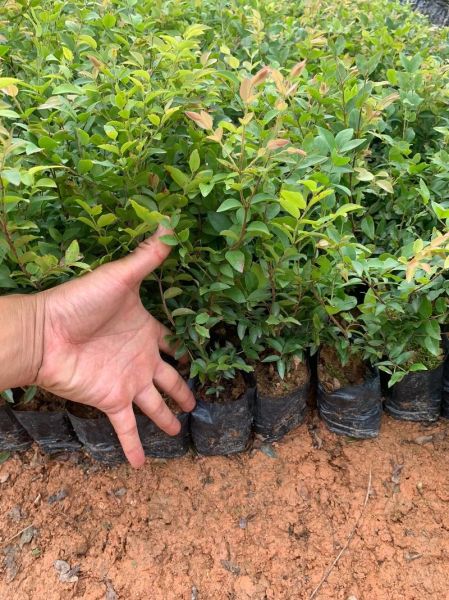 水葡萄树怎么养_水葡萄树几年结果-第3张图片-山城妙识