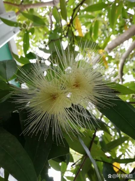 水葡萄树怎么养_水葡萄树几年结果-第2张图片-山城妙识