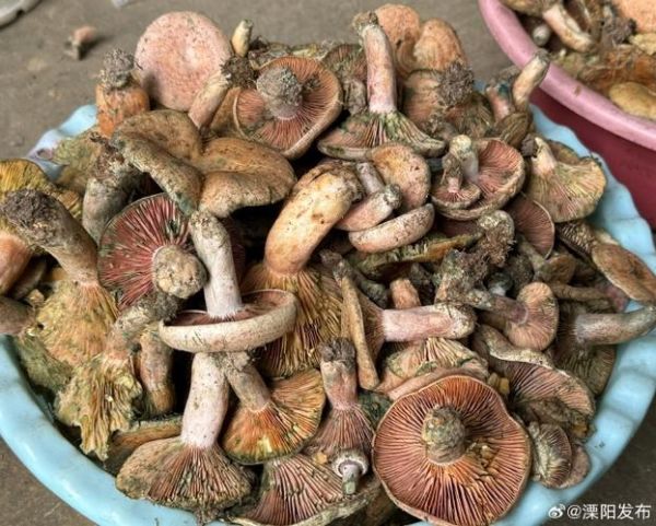 雁来蕈怎么读_雁来蕈是什么-第1张图片-山城妙识