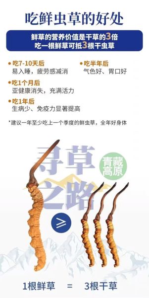 鲜冬虫夏草的功效与作用_鲜冬虫夏草怎么吃最好-第3张图片-山城妙识