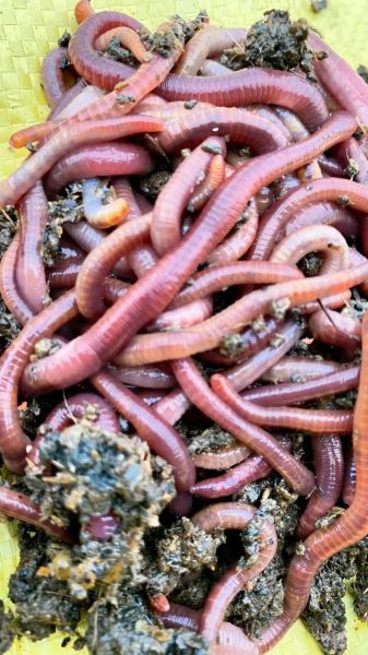 蚯蚓有什么用_蚯蚓有哪些经济价值-第2张图片-山城妙识