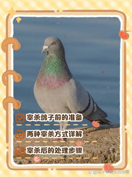 鸽子怎么杀是正确的_杀鸽子前需要准备什么-第2张图片-山城妙识