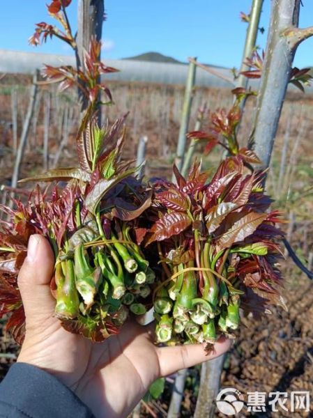 香椿菜多少钱一斤_香椿菜价格行情-第1张图片-山城妙识