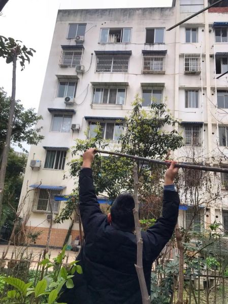 香椿菜多少钱一斤_香椿菜价格行情-第3张图片-山城妙识