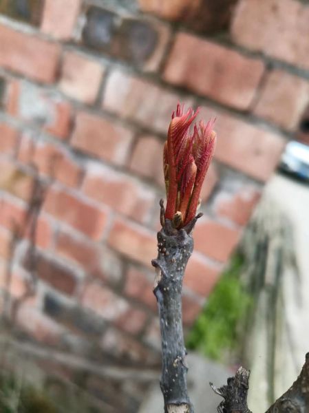 香椿菜多少钱一斤_香椿菜价格行情-第2张图片-山城妙识