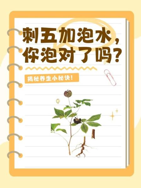 刺五加泡水喝的功效_刺五加泡水喝的禁忌-第1张图片-山城妙识