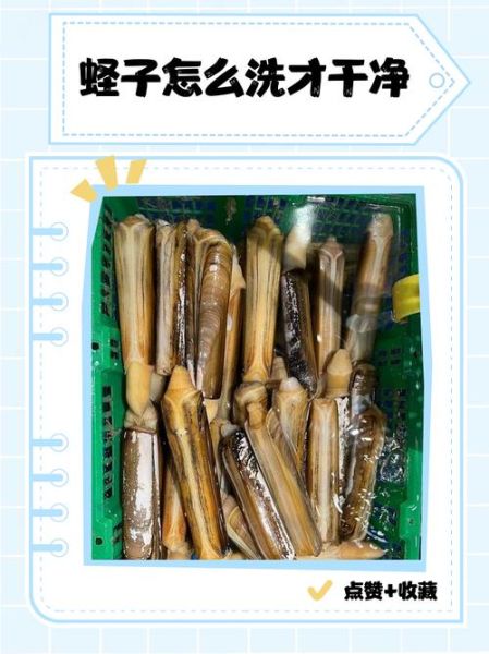 蛏子怎么清洗内脏_蛏子内脏清理视频教程-第1张图片-山城妙识