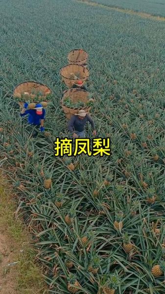 菠萝长在哪里_菠萝长在树上还是地上-第1张图片-山城妙识 菠萝长在哪里_菠萝长在树上还是地上-第1张图片-山城妙识
