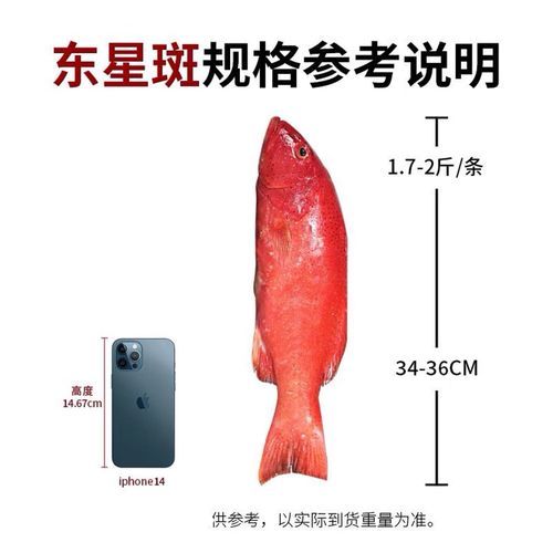 东星斑鱼多少钱一斤_东星斑价格为什么差距大-第3张图片-山城妙识 东星斑鱼多少钱一斤_东星斑价格为什么差距大-第3张图片-山城妙识