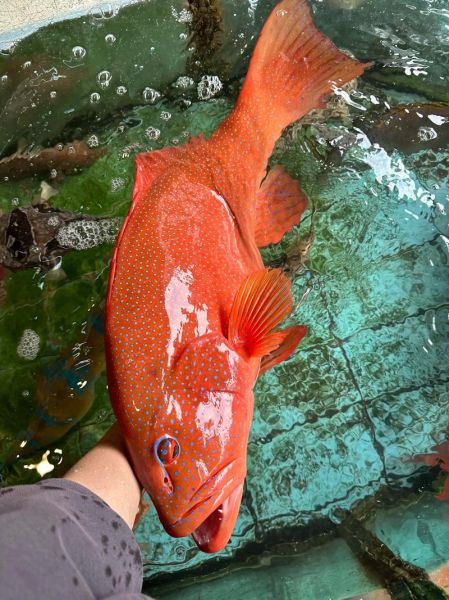 东星斑鱼多少钱一斤_东星斑价格为什么差距大-第1张图片-山城妙识 东星斑鱼多少钱一斤_东星斑价格为什么差距大-第1张图片-山城妙识