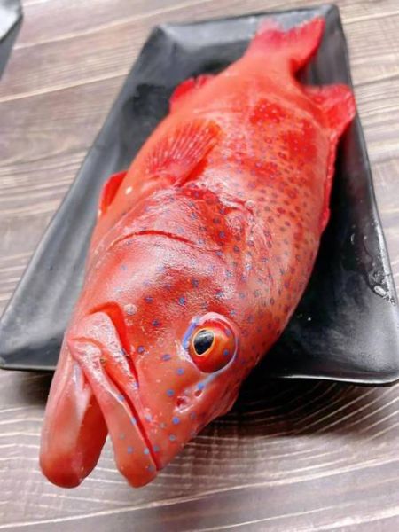 东星斑鱼多少钱一斤_东星斑价格为什么差距大-第2张图片-山城妙识 东星斑鱼多少钱一斤_东星斑价格为什么差距大-第2张图片-山城妙识