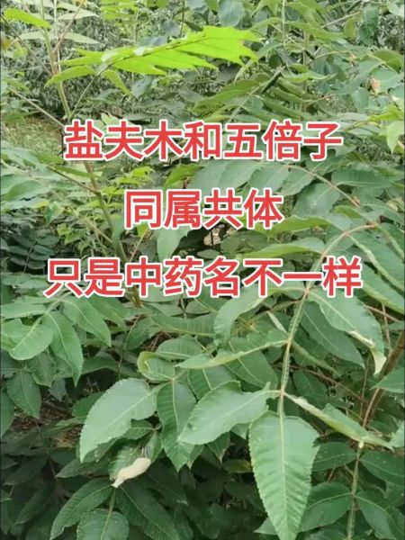 五倍子树怎么种_五倍子树有什么用途-第1张图片-山城妙识