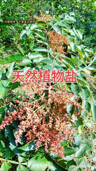 五倍子树怎么种_五倍子树有什么用途-第2张图片-山城妙识