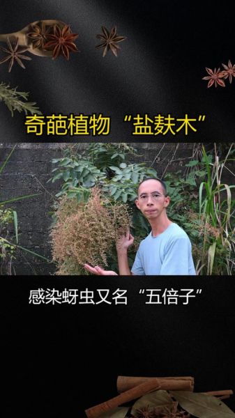 五倍子树怎么种_五倍子树有什么用途-第3张图片-山城妙识