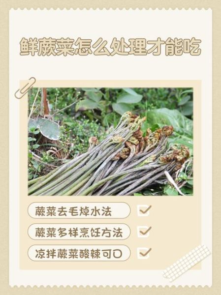 蕨菜致癌吗_蕨菜怎么吃才安全-第1张图片-山城妙识 蕨菜致癌吗_蕨菜怎么吃才安全-第1张图片-山城妙识