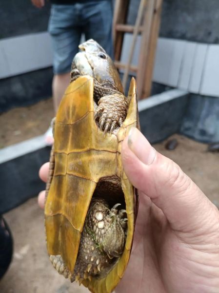 鹰嘴龟的功效与作用_鹰嘴龟怎么吃最补-第1张图片-山城妙识 鹰嘴龟的功效与作用_鹰嘴龟怎么吃最补-第1张图片-山城妙识