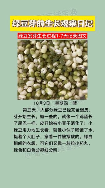 豆子发芽七天过程_怎么观察记录-第3张图片-山城妙识 豆子发芽七天过程_怎么观察记录-第3张图片-山城妙识