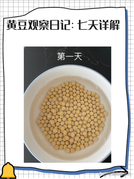 豆子发芽七天过程_怎么观察记录-第2张图片-山城妙识 豆子发芽七天过程_怎么观察记录-第2张图片-山城妙识