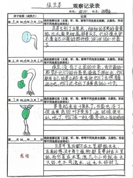 豆子发芽七天过程_怎么观察记录-第1张图片-山城妙识 豆子发芽七天过程_怎么观察记录-第1张图片-山城妙识
