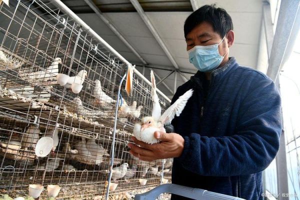 现代化鸽子养殖大棚怎么建_鸽子养殖大棚成本多少钱-第1张图片-山城妙识