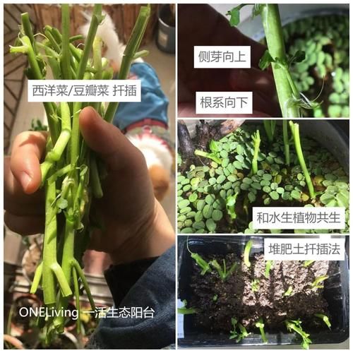 豆瓣菜种植方法_豆瓣菜怎么种-第1张图片-山城妙识 豆瓣菜种植方法_豆瓣菜怎么种-第1张图片-山城妙识