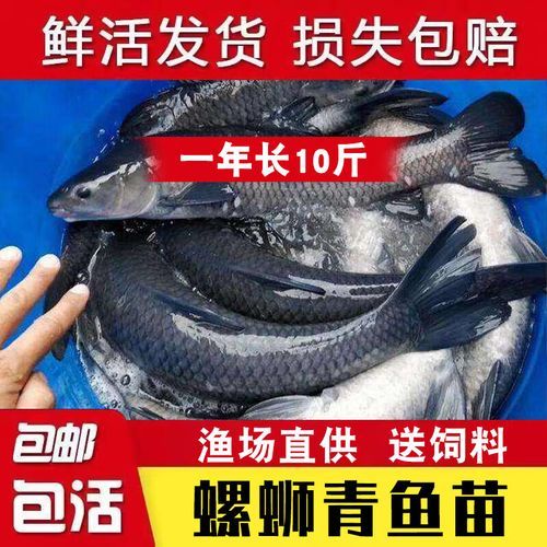 鳙鱼价格多少钱一斤_鳙鱼批发价和零售价区别-第3张图片-山城妙识