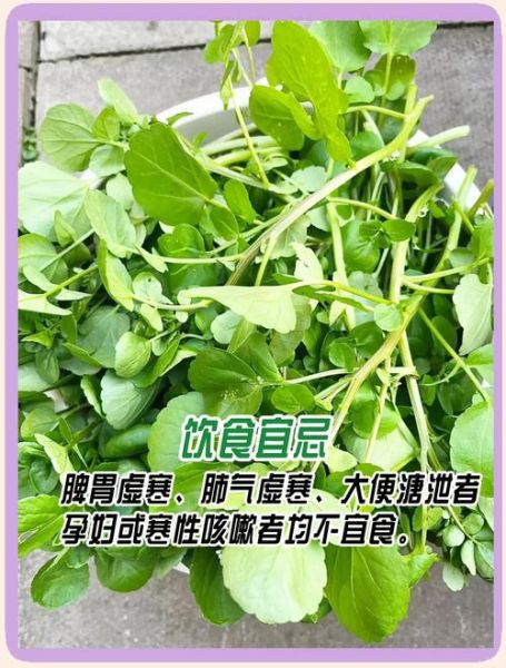 豆瓣菜种植方法_豆瓣菜怎么种-第2张图片-山城妙识 豆瓣菜种植方法_豆瓣菜怎么种-第2张图片-山城妙识