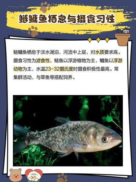 鳙鱼价格多少钱一斤_鳙鱼批发价和零售价区别-第2张图片-山城妙识